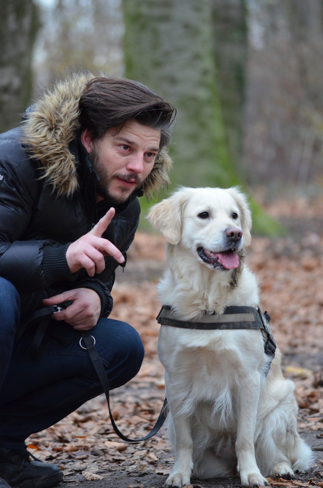 Comportementaliste Canin - Respectdogs