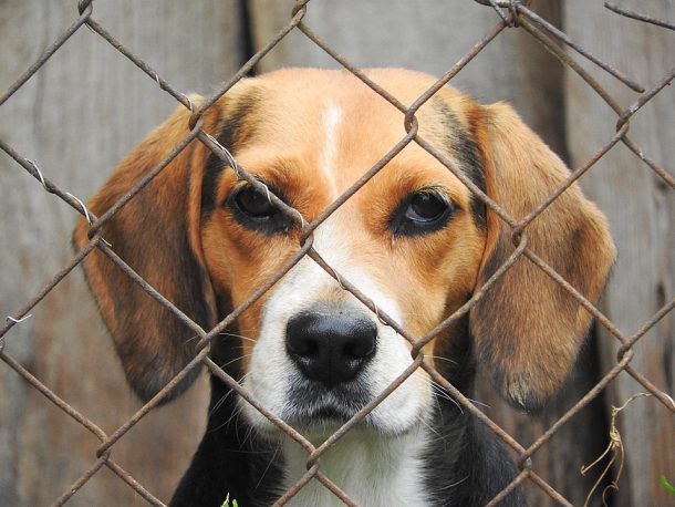 Coprophagie Chien : Quelles Sont Les Causes