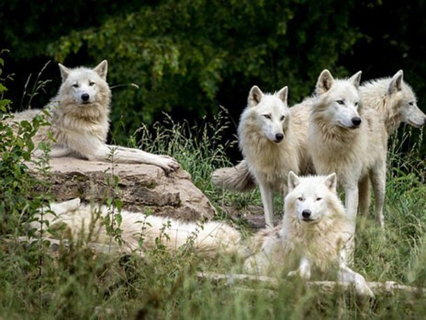 La Prédation Chez Le Chien - Respectdogs
