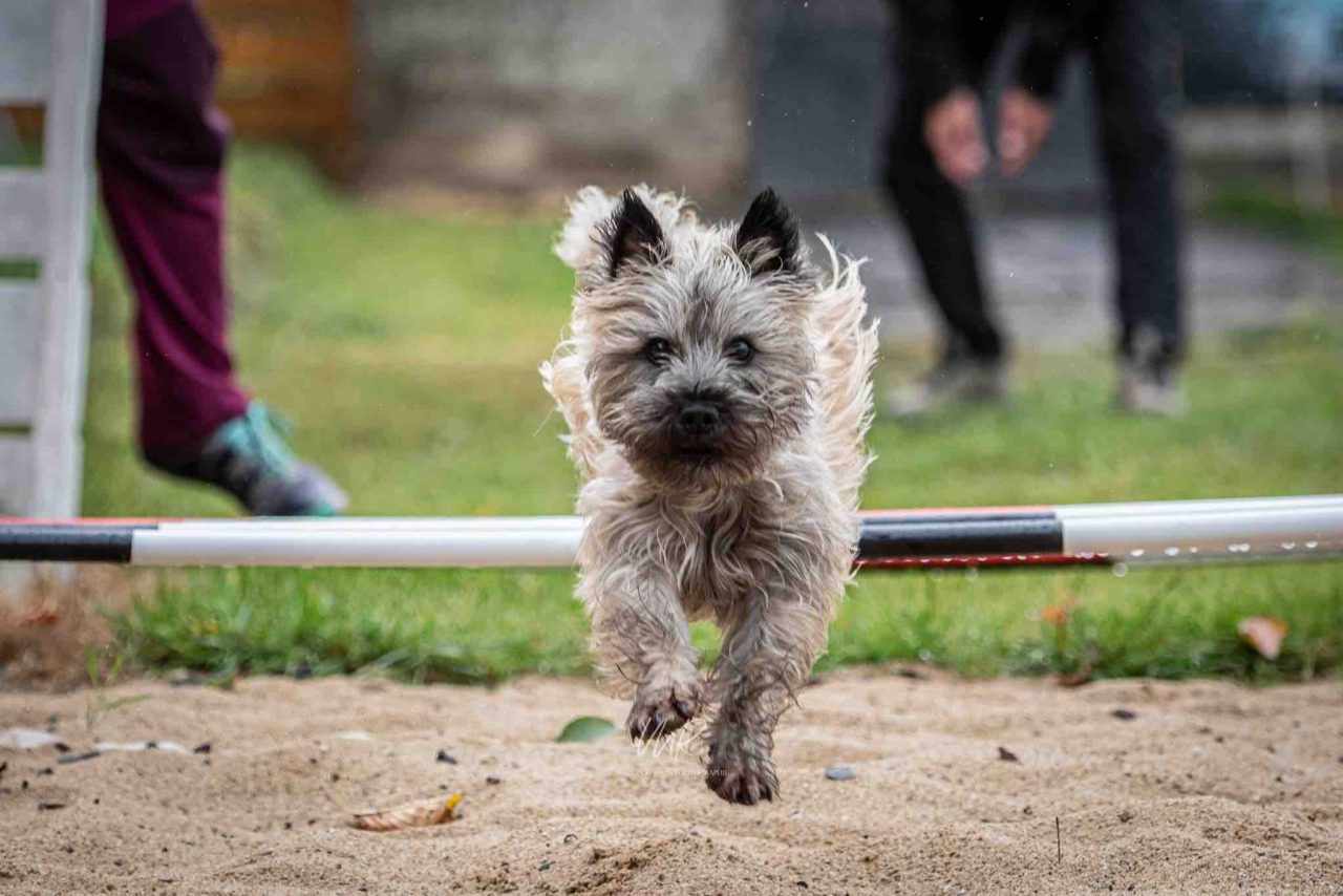 Tout Savoir Sur Le Sport Canin Dog Crossfit
