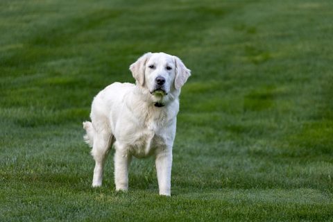 Race De Chien Calme Et Obéissant : 26 Races Vraiment Cools