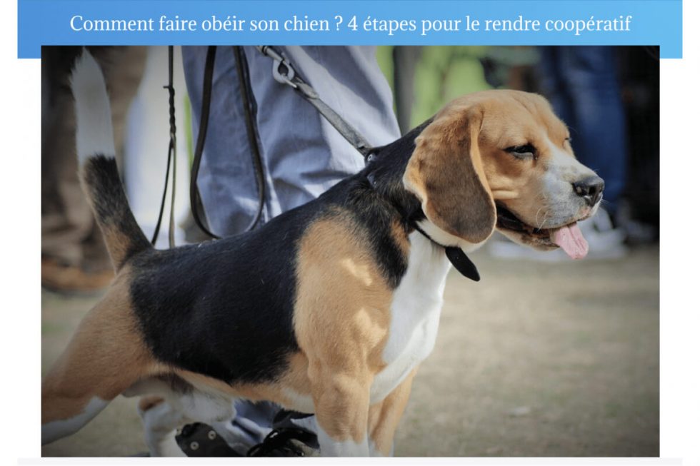 Race De Chien Calme Et Obéissant : 26 Races Vraiment Cools