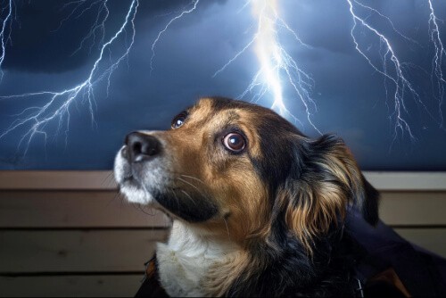 Chien Agressif Envers Les Autres Chiens : 4 Astuces