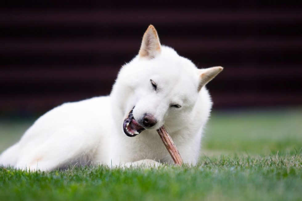 Mastication Chien : 7 Bonnes Raisons + Notre Site Préféré